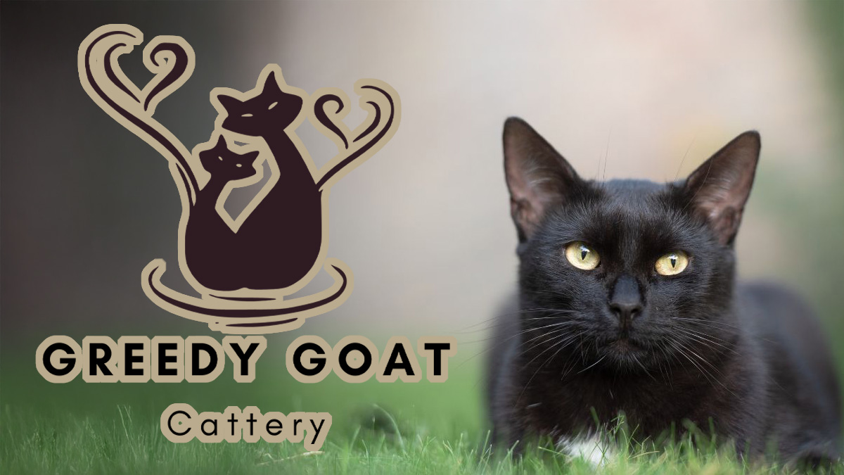 Greedy Goat Cattery - Cat Boarding on the Atherton Tablelands